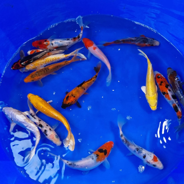 Explore Koi Carp For Sale - Free UK Delivery - The Koi Pool